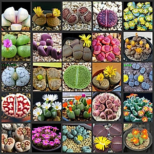10 Mix Lithops Live Plants Lithops Succulents Plants Live, Living Stones Succulents Plants Live, Large Succulent Plants Bulks