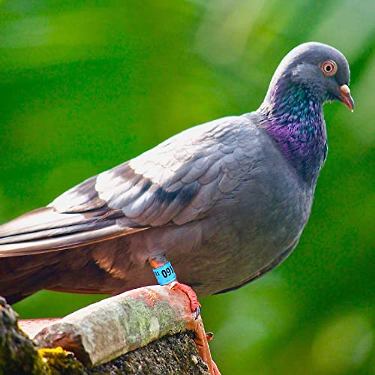 Flameer 100Pcs Chicken Leg Rings - 2021 Aluminium Bird Dove Racing Pigeon Leg Rings Bands,Bird Leg Bands Numbered for Pigeon Parrot Chicks Duck Lovebirds Supplies - Multicolor