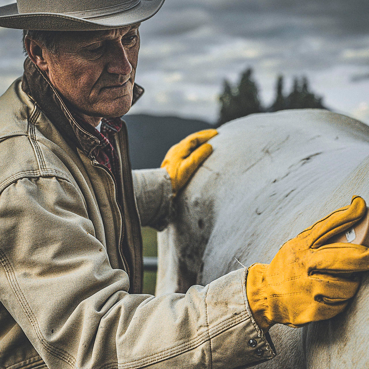 Wells Lamont Leather Work Gloves for Men, Reinforced Cowhide with Palm Patch, Saddletan, Medium (1129M)