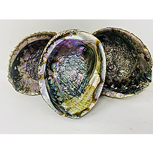 Bholi Sage Plus Sage Smudge Kit Abalone Shell Bowl 6-7 Inches Used for Burning Sage, Home Decor or Accent Piece