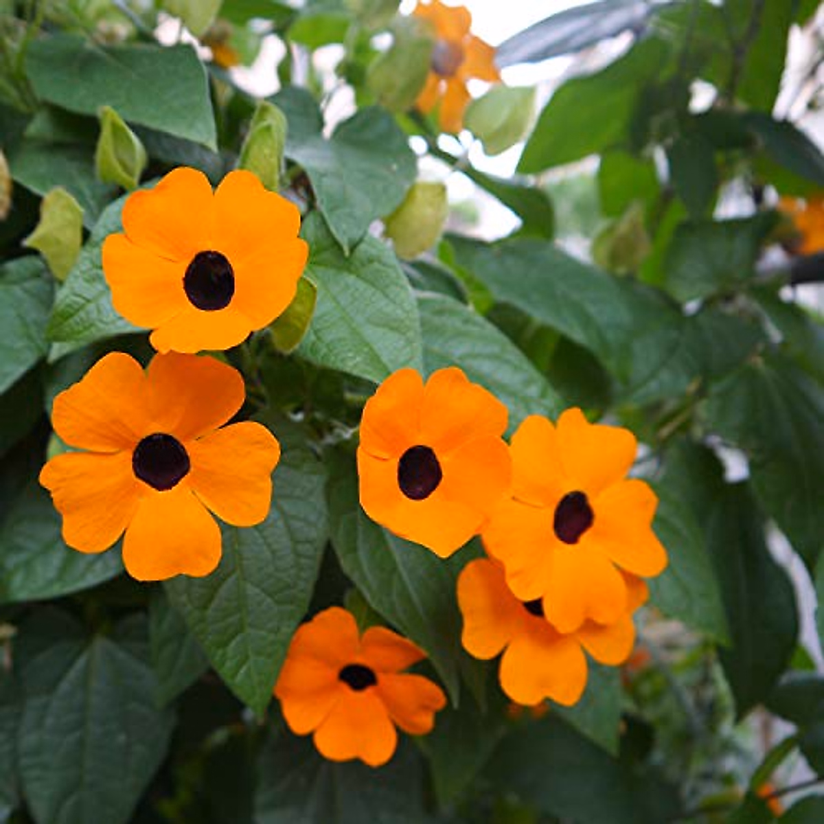 Outsidepride Thunbergia Orange Black-Eyed Susan Climbing & Vining Plants - 100 Seeds
