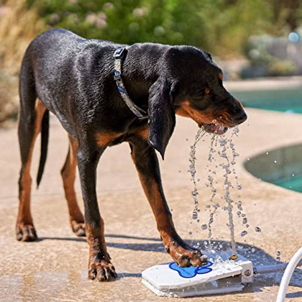 Pet Fit For Life Dog Pedal Water Fountain - Step-On Dog Sprinkler/Water Hose Dog Toy for Drinking and Water-Play, Includes Giant Tennis Ball