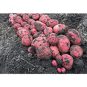 Simply Seed™ - 5 Lb Seed Potatoes Non GMO Red Pontiacs and German Butterballs