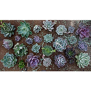 Espoma Organic Cactus Potting Soil Mix, Natural & Organic Soil for Cactus, Succulent, Palm, and Citrus grown in containers both indoors and outdoors, 4 qt, Pack of 2