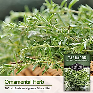 Survival Garden Seeds - Russian Tarragon Seed for Planting - Packet with Instructions to Plant and Grow Big Flowering Herbs in Your Home Vegetable Garden - Non-GMO Heirloom Variety