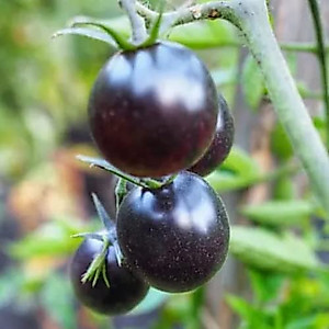 Black Cherry Tomato Seeds, 30 Seeds Sweet Tasty Tomato Plant for Garden