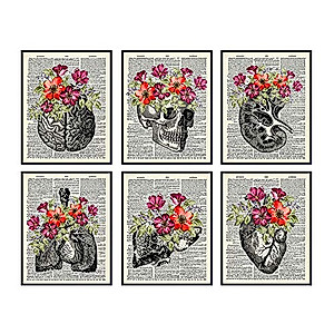 Heart, Skull, Brain, Lungs, Kidney, Liver Wall Art Decor - Human Anatomy Room Decorations - Medical Office Decor - Shabby Chic Gift for for Doctor, Nurse, Women, RN - Poster Picture Prints Set