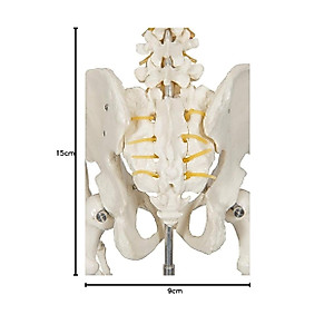 Buddy the Budget Skeleton-1021930 - Human Skeleton Anatomical Model - Life Size – Includes two wall charts