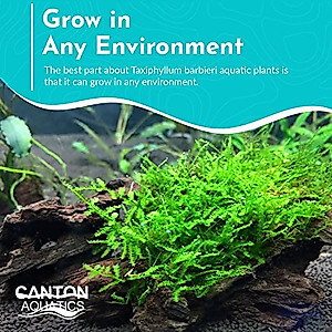 Java Moss Taxiphyllum Barbieri Portion