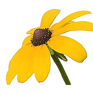 Brown-Eyed Susan Flower Seeds for Planting, 3000+ Seeds Per Packet, (Isla's Garden Seeds), Non GMO & Heirloom Seeds, Scientific Name: Rudbeckia triloba, Great Home Flower Garden Gift