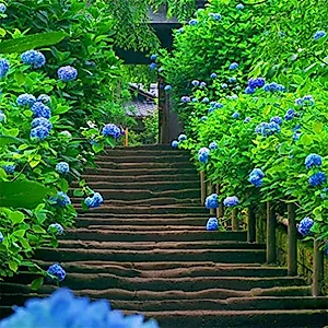 50 Pcs Mixed Color Multicolor Hydrangea Macrophylla Seed Bonsai Flower Plant Wedding Seeds