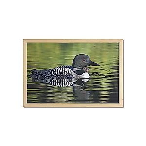 Ambesonne Loon Wall Art with Frame, Waterbird Swimming in a Lake in Spring Outdoor Scene, Printed Fabric Poster for Bathroom Living Room Dorms, 35" x 23", Green Dark Grey