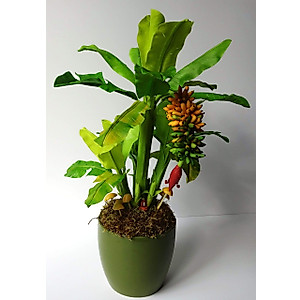 Seeds4planting - Seeds Ornamental Banana Exotic Tree Indoor Dwarf Perennial Flowers Non GMO