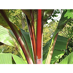 Red Abyssinian Banana Tree - 10 Live Starter Plants - Ensete Maurelii - Fruit Tree for The Patio and Garden