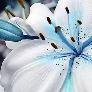 Blue Rare Lily Seeds for Yard Gardening Plant,50Pcs Blue Rare Lily Seeds Planting Lilium Flower Home Bonsai Garden Decor by Mosichi