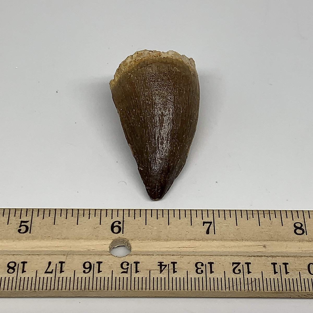 24.9g, 1.8"x1.1"x1" Fossil Mosasaur Tooth Reptiles, Cretaceous from Morocco,B12813