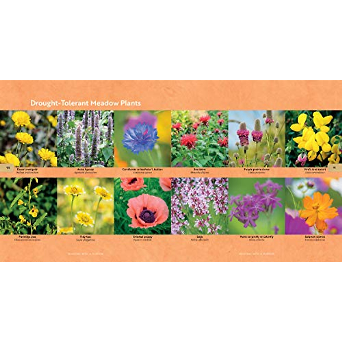 Mini Meadows: Grow a Little Patch of Colorful Flowers Anywhere around Your Yard