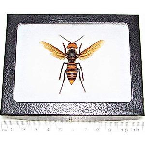 BicBugs Vespa mandarinia wasp Murder Hornet Japan Framed Real