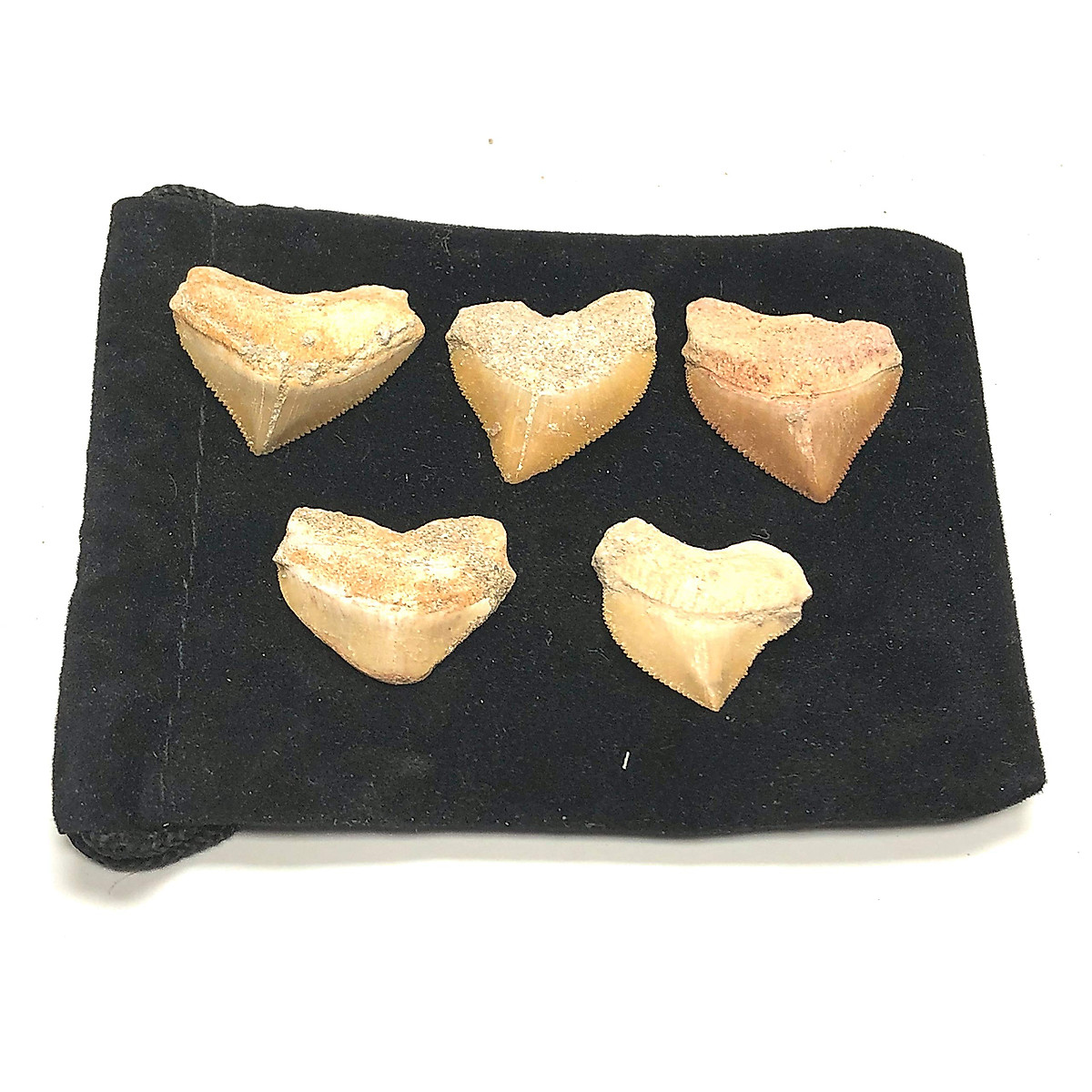 Zentron Crystal Collection Corax Shark Teeth Squalicorax Fossil Tooth 1" (10)