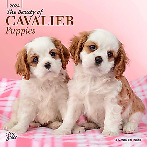 The Beauty of Cavalier King Charles Spaniel Puppies | 2024 12 x 24 Inch Monthly Square Wall Calendar | Sticker Sheet | StarGifts | Animals Dog Breeds Puppy