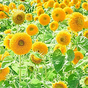 Helianthus Annuus Seeds Sunflower 'Teddy Bear' Annual Fast-Growing Attracts Bees Butterflies & Hummingbirds Cut Flowers Bed Border Wall Side Outdoor 150Pcs Flower Seeds by YEGAOL Garden