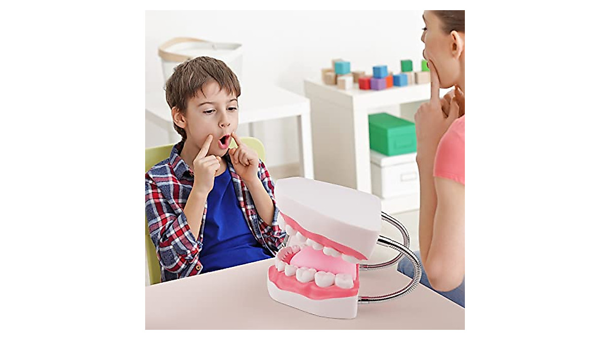 Ultrassist Mouth Model for Speech Therapy & Dental Teaching