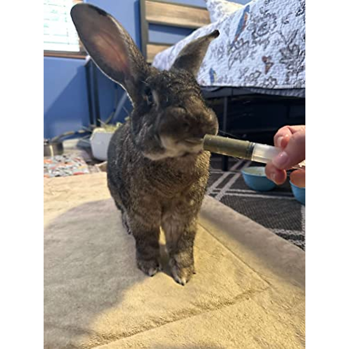 Sherwood Pet Health Rabbit Emergency Kit (Small) with Timothy Recovery Food and Appetite Restore in Stay-Fresh Packets