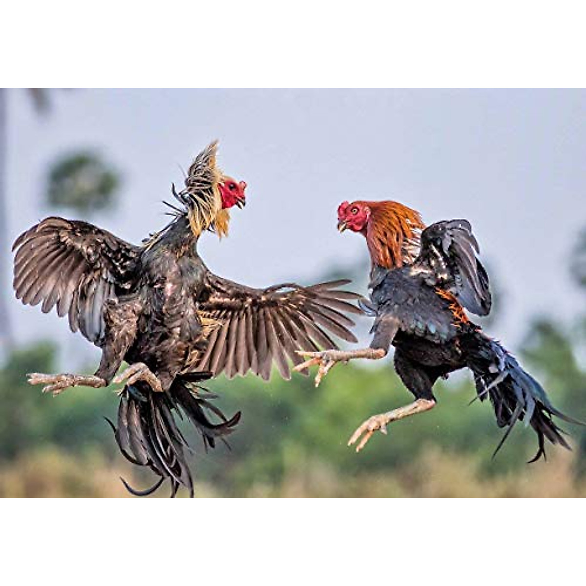 New MAXX 30 Capsules, Rooster Booster Vitamins Health Chicken Supplement Capsule, Increasing Energy Formula Stronger & More Power Healthy Feed Cock Fighting Gamecocks, Bird, Good Breeding, Hen Food