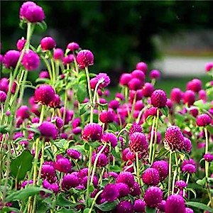 MOKALALA 20 Pcs Mixing Gomphrena Seeds | Non-GMO | Gomphrena globosa Seeds for Planting Home Garden