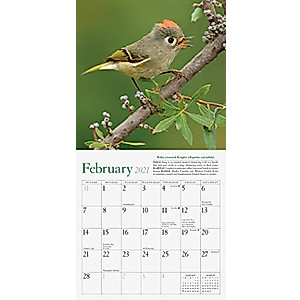 Audubon Songbirds Mini Wall Calendar 2021