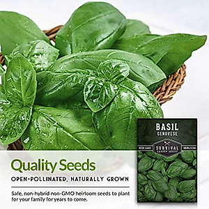 Survival Garden Seeds - Genovese Basil Seed for Planting - Packet with Instructions to Plant and Grow Delicious Italian Herbs in Your Home Vegetable Garden - Non-GMO Heirloom Variety