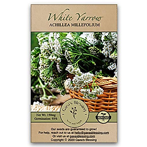 Gaea's Blessing Seeds - White Yarrow Seeds with Easy to Follow Instructions - Heirloom Non-GMO 93% Germination Rate