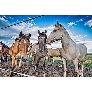 Country Vet Metered Mosquito and Fly Spray 6.4 oz. cans 342033CVA (Case of 12) Dispenser NOT Included