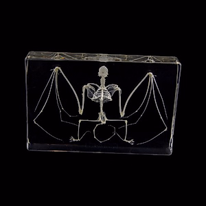 REALBUG Bat Skeleton Specimen
