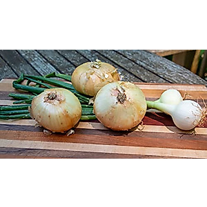 Waveliker Yellow Onion Seeds 300Pcs Spring Sweet Candy Onions Heirloom Vegetable Non-GMO Organic Garden Seed USA Seed Plants of Onion