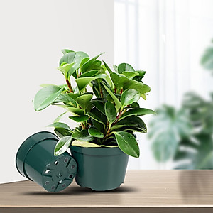 DAPERCI inches Nursery Pot Plant Grow Sturdy Flower pots in Bulk Price 20P Green