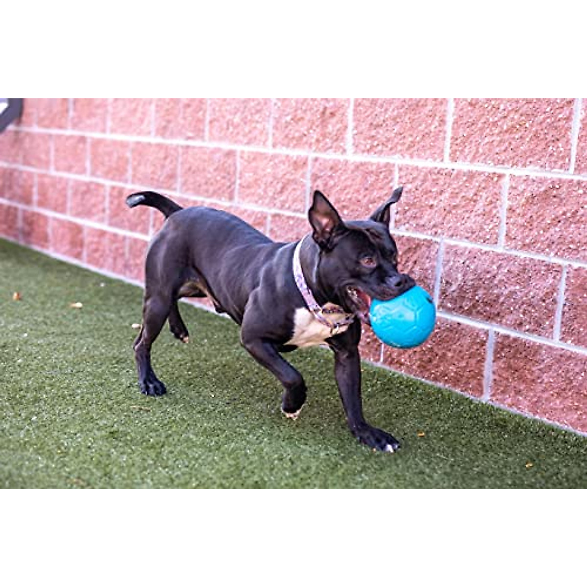 Jolly Pets Large Soccer Ball Floating-Bouncing Dog Toy, 8 inch Diameter, Ocean Blue