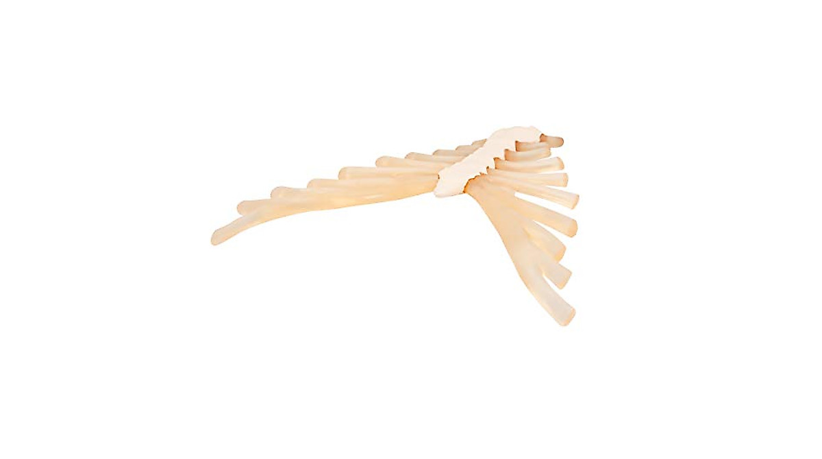 3B Scientific A69 Sternum Model - Realistic Anatomy Replica