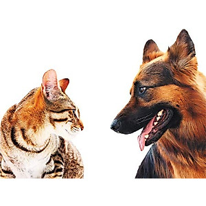 cat Allergy Protection - PET Immune Support - for Dogs and Cats ONLY - Natural - VETS Choice - Licorice Root for Cats - 60 Treats (1 Bottle)