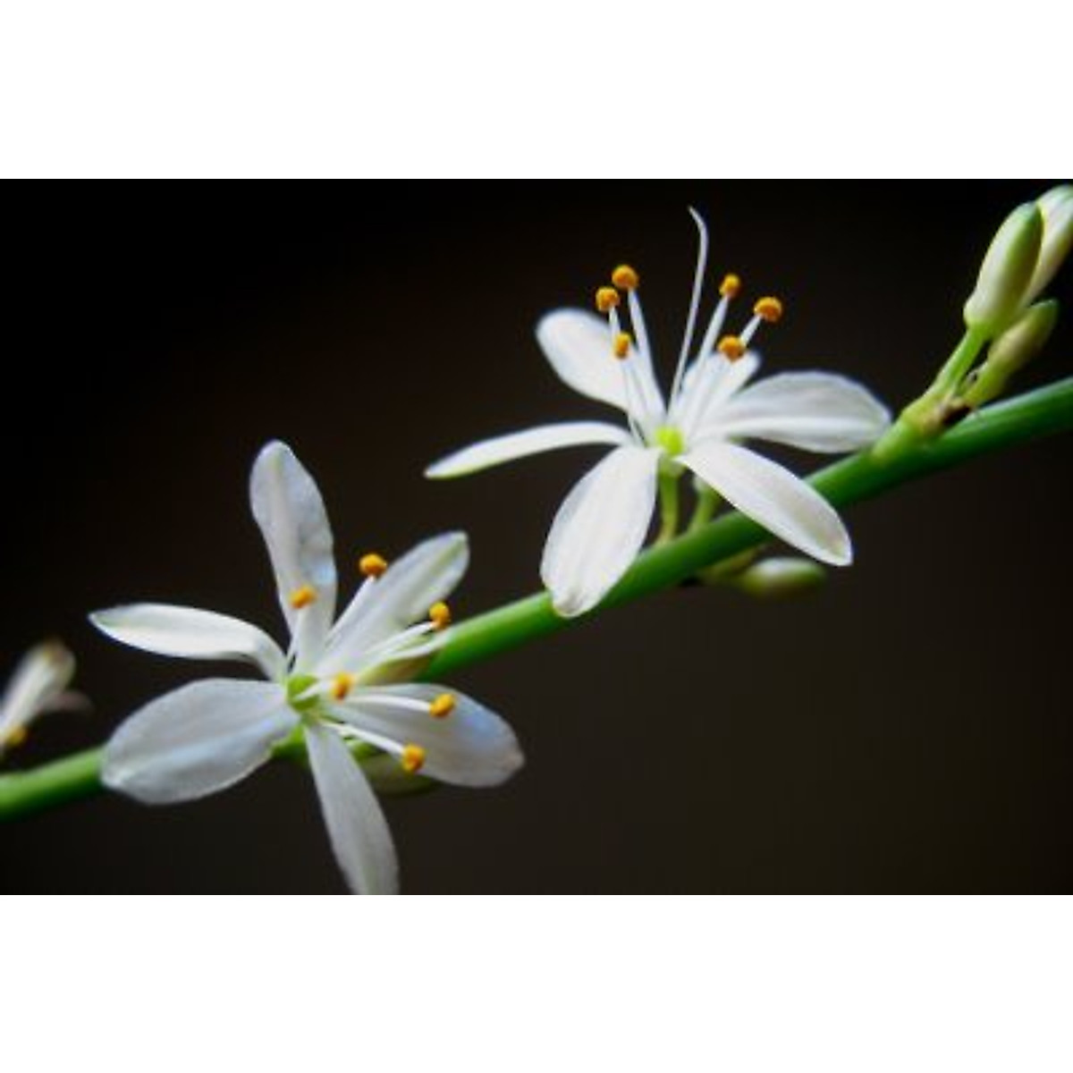 Hirt's Gardens Reverse Variegated Spider Plant - Easy to Grow/Cleans The Air - 4in Pot