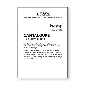 Burpee Hale's Best Jumbo Cantaloupe Melon Seeds 200 seeds