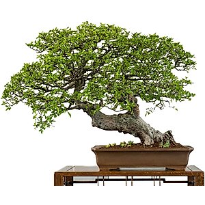 Chinese Elm Bonsai Tree Seeds - 50 Seeds - Prized Bonsai Specimen