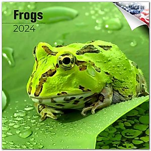 2023 2024 Frogs - Reptile Monthly Wall Calendar - 12 x 24 Open - Thick No-Bleed Paper - Giftable - Academic Teacher's Planner Calendar Organizing & Planning