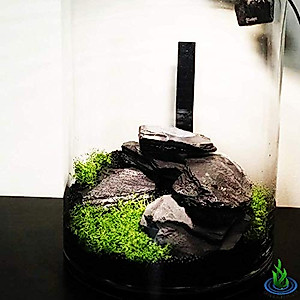 Greenpro Dwarf Baby Tears Hemianthus Callitrichoides Java Moss Live Aquarium Plants Freshwater Fish Tank Vitro TC Cup