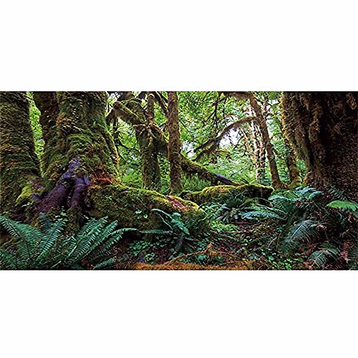 AWERT 24x12 inches Tropical Forest Terrarium Background Green Huge Tree Reptile Habitat Background Rainforest Aquarium Background Durable Polyester Background