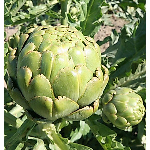 50 Green Globe Artichoke Seeds for Planting Short Non GMO 3 Grams Garden Vegetable Bulk Survival