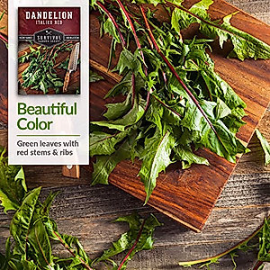 Survival Garden Seeds - Italiko Red Dandelion Seed for Planting - Packet with Instructions to Plant and Grow Nutritious Italian Chicory Greens in Your Home Vegetable Garden - Non-GMO Heirloom Variety