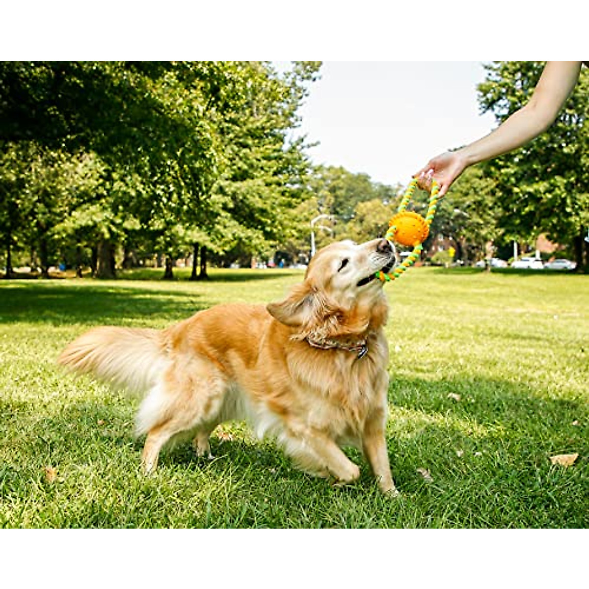 Hartz DuraPlay Bacon Scented Dog Toys, Medium/Large for All Breed Sizes