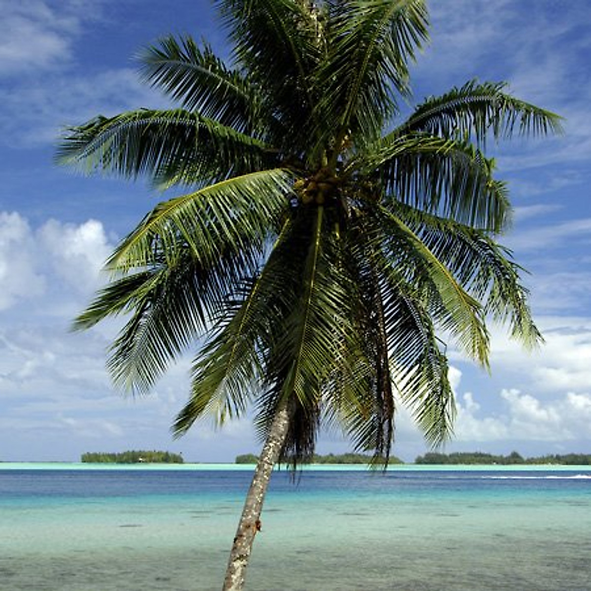 3dRose lsp_85033_1 French Polynesia, Bora Bora, Palm Tree Oc13 Cmi0246 Cindy Miller Hopkins Light Switch Cover