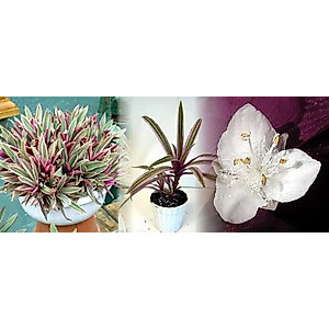 Tricolor Moses in the Cradle Plant - Rhoeo - Great House Plant - 4.5" Pot